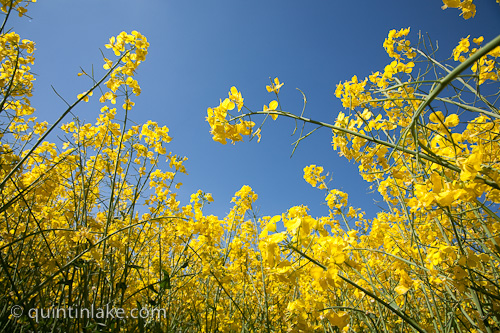 Images of yellow fields of rapeseed oil (canola) agriculture ...