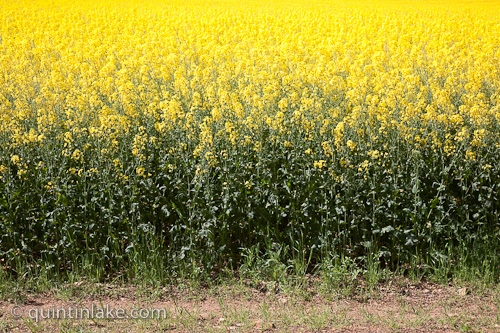 Images of yellow fields of rapeseed oil (canola) agriculture ...