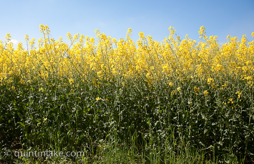 Images of yellow fields of rapeseed oil (canola) agriculture ...