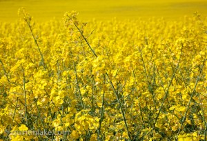 Images of yellow fields of rapeseed oil (canola) agriculture ...