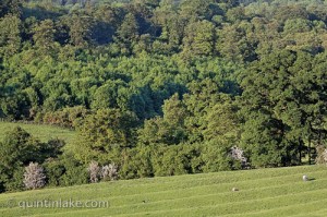 Images of Ridge and Furrow archaeological strip field pattern ...