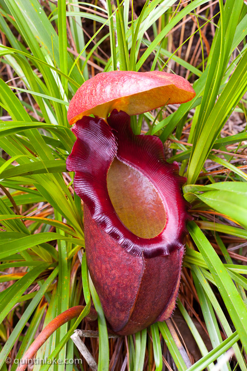 Photographs of Nepenthes Rajah Pitcher plants in Mesilau, Sabah, Borneo ...