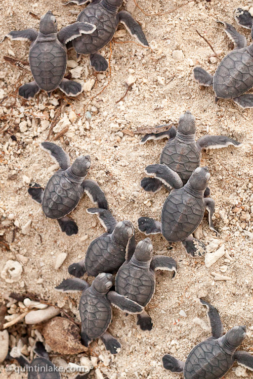 Turtle Island Park photographs, Sabah, Borneo | Geometry & Silence