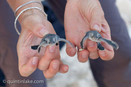 Turtle Island Park photographs, Sabah, Borneo | Geometry & Silence